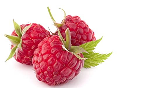 GreenWOW 200+ Red Raspberry Seeds - Non-GMO&Heirloom Organic Friut for Planting Home Garden/Outdoor