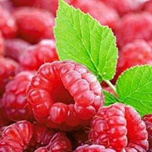 GreenWOW 200+ Red Raspberry Seeds - Non-GMO&Heirloom Organic Friut for Planting Home Garden/Outdoor