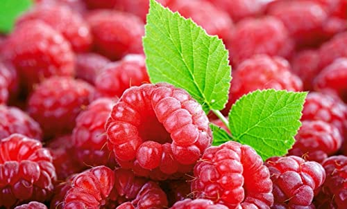 GreenWOW 200+ Red Raspberry Seeds - Non-GMO&Heirloom Organic Friut for Planting Home Garden/Outdoor