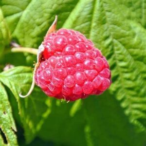 GreenWOW 200+ Red Raspberry Seeds - Non-GMO&Heirloom Organic Friut for Planting Home Garden/Outdoor