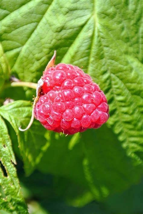 GreenWOW 200+ Red Raspberry Seeds - Non-GMO&Heirloom Organic Friut for Planting Home Garden/Outdoor