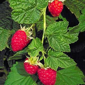 GreenWOW 200+ Red Raspberry Seeds - Non-GMO&Heirloom Organic Friut for Planting Home Garden/Outdoor