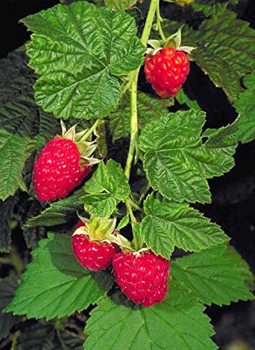 GreenWOW 200+ Red Raspberry Seeds - Non-GMO&Heirloom Organic Friut for Planting Home Garden/Outdoor