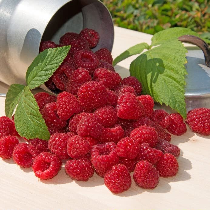 GreenWOW 200+ Red Raspberry Seeds - Non-GMO&Heirloom Organic Friut for Planting Home Garden/Outdoor