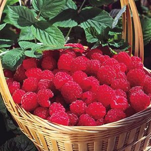 GreenWOW 200+ Red Raspberry Seeds - Non-GMO&Heirloom Organic Friut for Planting Home Garden/Outdoor