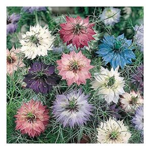 david’s garden seeds flower nigella love in a mist 1532 (multi) 200 non-gmo, heirloom seeds