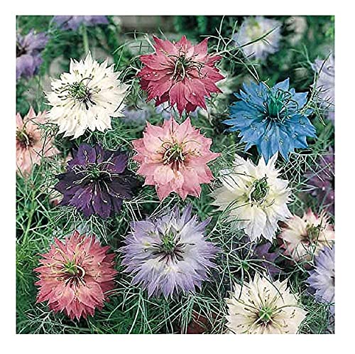 David's Garden Seeds Flower Nigella Love in A Mist 1532 (Multi) 200 Non-GMO, Heirloom Seeds