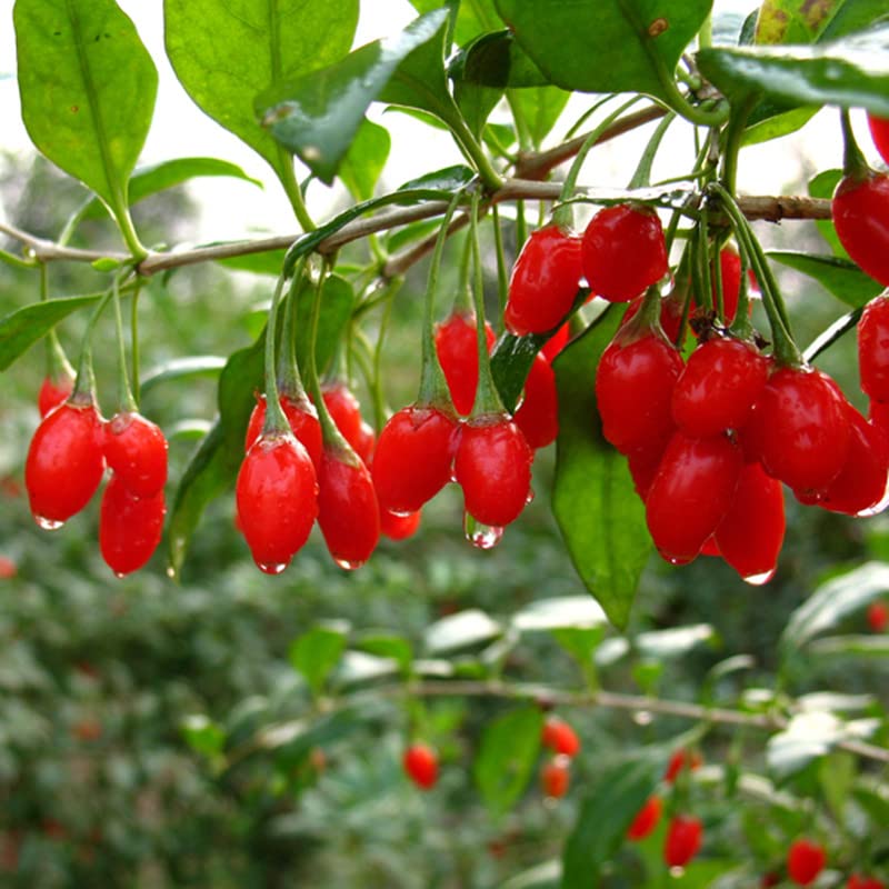 Wolfberry Berry Goji Berry Seedling Live Plant Tree (Lycium barbarum) - Lycium 5-8inch Height Great for Home and Garden Yards Planting