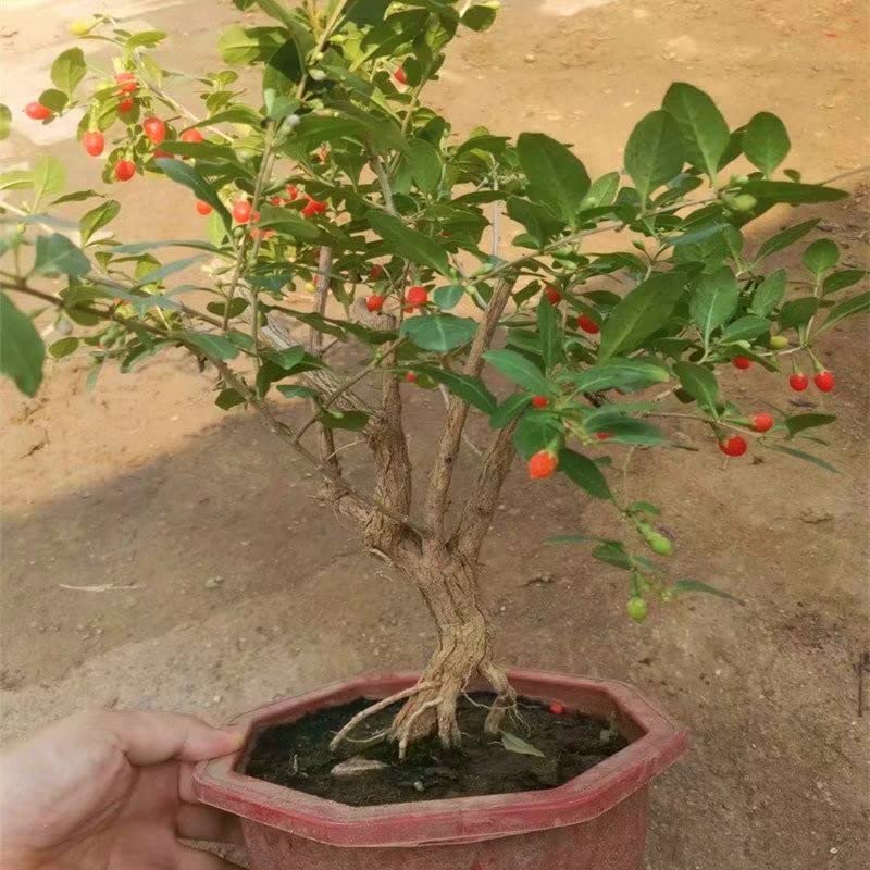 Wolfberry Berry Goji Berry Seedling Live Plant Tree (Lycium barbarum) - Lycium 5-8inch Height Great for Home and Garden Yards Planting