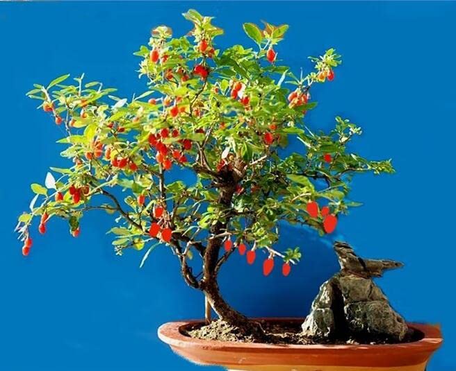 Wolfberry Berry Goji Berry Seedling Live Plant Tree (Lycium barbarum) - Lycium 5-8inch Height Great for Home and Garden Yards Planting