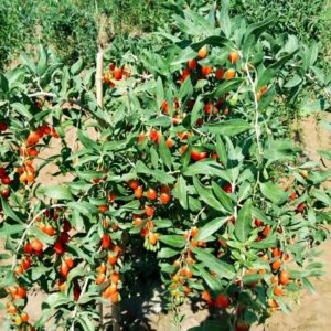 Wolfberry Berry Goji Berry Seedling Live Plant Tree (Lycium barbarum) - Lycium 5-8inch Height Great for Home and Garden Yards Planting