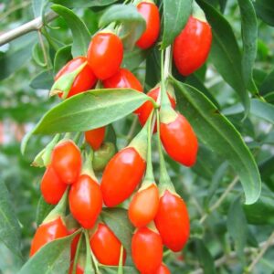 Wolfberry Berry Goji Berry Seedling Live Plant Tree (Lycium barbarum) - Lycium 5-8inch Height Great for Home and Garden Yards Planting