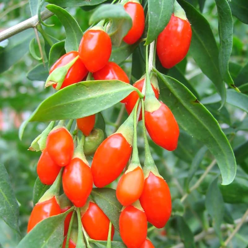 Wolfberry Berry Goji Berry Seedling Live Plant Tree (Lycium barbarum) - Lycium 5-8inch Height Great for Home and Garden Yards Planting