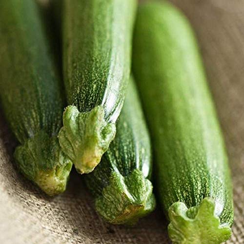 David's Garden Seeds Zucchini Fordhook FBA-6534 (Green) 25 Non-GMO, Heirloom Seeds