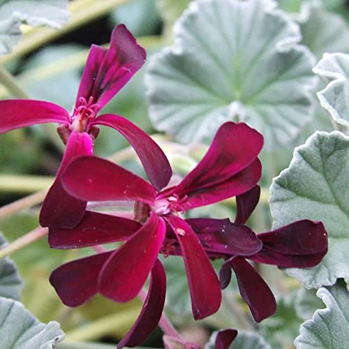 CHUXAY GARDEN Pelargonium Sidoides,African Geranium,South African Geranium 30 Seeds Lovely Red Flowers Showy Accent Plant Striking Flowering Plants Great for Planting