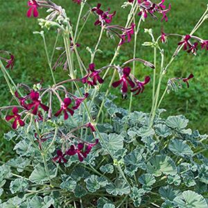 CHUXAY GARDEN Pelargonium Sidoides,African Geranium,South African Geranium 30 Seeds Lovely Red Flowers Showy Accent Plant Striking Flowering Plants Great for Planting