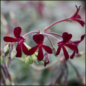 CHUXAY GARDEN Pelargonium Sidoides,African Geranium,South African Geranium 30 Seeds Lovely Red Flowers Showy Accent Plant Striking Flowering Plants Great for Planting