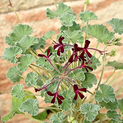 CHUXAY GARDEN Pelargonium Sidoides,African Geranium,South African Geranium 30 Seeds Lovely Red Flowers Showy Accent Plant Striking Flowering Plants Great for Planting