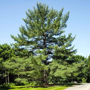 qauzuy garden 50 seeds northern eastern white pine seeds, soft pine, tree of peace seeds – perennial evergreen tree – excellent windbreak hedges & good for wildlife