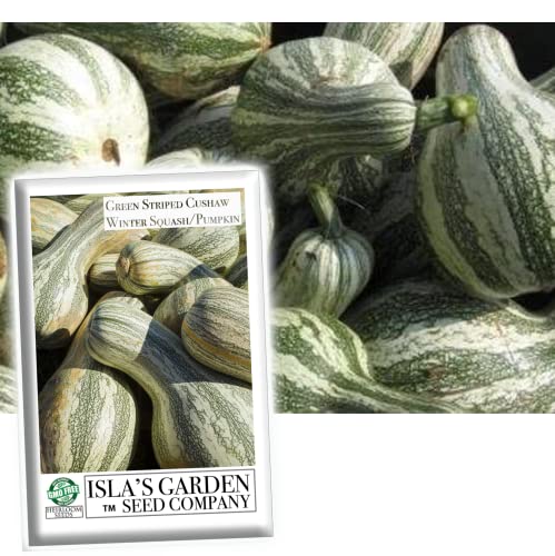 Green Striped Cushaw Pumpkin Seeds, (Crookneck Winter Squash) 25 Heirloom Seeds Per Packet, Non GMO Seeds, Botanical Name: Cucurbita argyrosperma, Isla's Garden Seeds