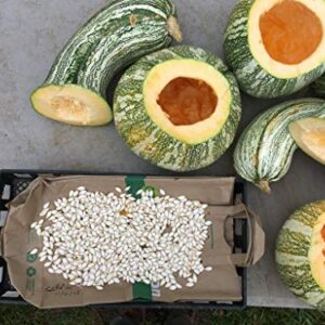 Green Striped Cushaw Pumpkin Seeds, (Crookneck Winter Squash) 25 Heirloom Seeds Per Packet, Non GMO Seeds, Botanical Name: Cucurbita argyrosperma, Isla's Garden Seeds