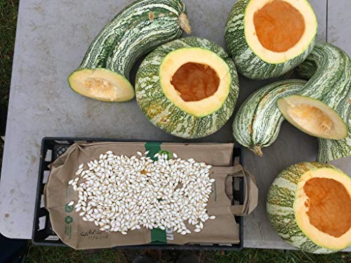 Green Striped Cushaw Pumpkin Seeds, (Crookneck Winter Squash) 25 Heirloom Seeds Per Packet, Non GMO Seeds, Botanical Name: Cucurbita argyrosperma, Isla's Garden Seeds