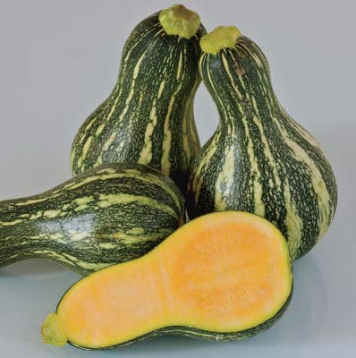 Green Striped Cushaw Pumpkin Seeds, (Crookneck Winter Squash) 25 Heirloom Seeds Per Packet, Non GMO Seeds, Botanical Name: Cucurbita argyrosperma, Isla's Garden Seeds