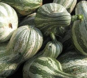 Green Striped Cushaw Pumpkin Seeds, (Crookneck Winter Squash) 25 Heirloom Seeds Per Packet, Non GMO Seeds, Botanical Name: Cucurbita argyrosperma, Isla's Garden Seeds