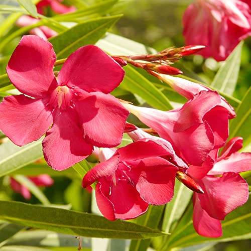 Nerium Oleander Seeds Hardy Red Oleander Evergreen Deer & Rabbit Resistant Drought & Salt Tolerant Showy Low Maintenance Pathway Hedge Screen Container Outdoor 5Pcs Shrub Seeds by YEGAOL Garden