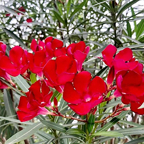 Nerium Oleander Seeds Hardy Red Oleander Evergreen Deer & Rabbit Resistant Drought & Salt Tolerant Showy Low Maintenance Pathway Hedge Screen Container Outdoor 5Pcs Shrub Seeds by YEGAOL Garden