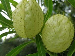 butterfly milk weed balloon plant, butterfly garden, butterfly weed, hairy balls, fur balls, cotton-bush, oscar, giant swan milkweed, asclepias physoca (24+ seeds) grown in and shipped from the usa.