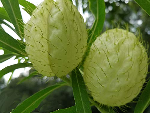 Butterfly Milk Weed Balloon Plant, Butterfly Garden, Butterfly Weed, Hairy Balls, Fur Balls, Cotton-Bush, Oscar, Giant Swan Milkweed, Asclepias Physoca (24+ Seeds) Grown in and Shipped from The USA.