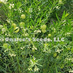 Butterfly Milk Weed Balloon Plant, Butterfly Garden, Butterfly Weed, Hairy Balls, Fur Balls, Cotton-Bush, Oscar, Giant Swan Milkweed, Asclepias Physoca (24+ Seeds) Grown in and Shipped from The USA.