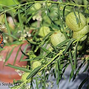 Butterfly Milk Weed Balloon Plant, Butterfly Garden, Butterfly Weed, Hairy Balls, Fur Balls, Cotton-Bush, Oscar, Giant Swan Milkweed, Asclepias Physoca (24+ Seeds) Grown in and Shipped from The USA.