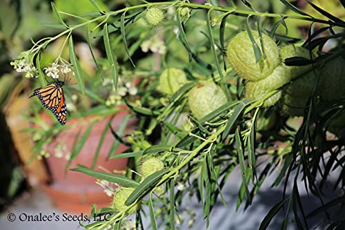 Butterfly Milk Weed Balloon Plant, Butterfly Garden, Butterfly Weed, Hairy Balls, Fur Balls, Cotton-Bush, Oscar, Giant Swan Milkweed, Asclepias Physoca (24+ Seeds) Grown in and Shipped from The USA.