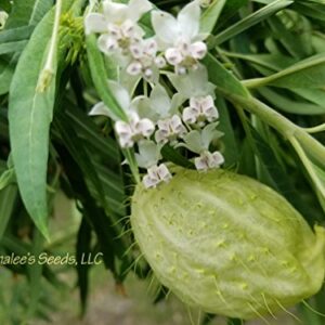 Butterfly Milk Weed Balloon Plant, Butterfly Garden, Butterfly Weed, Hairy Balls, Fur Balls, Cotton-Bush, Oscar, Giant Swan Milkweed, Asclepias Physoca (24+ Seeds) Grown in and Shipped from The USA.