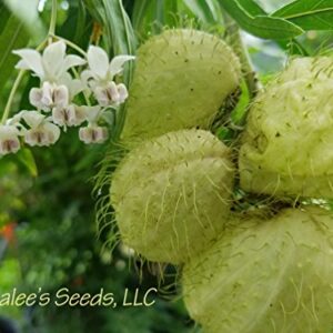 Butterfly Milk Weed Balloon Plant, Butterfly Garden, Butterfly Weed, Hairy Balls, Fur Balls, Cotton-Bush, Oscar, Giant Swan Milkweed, Asclepias Physoca (24+ Seeds) Grown in and Shipped from The USA.