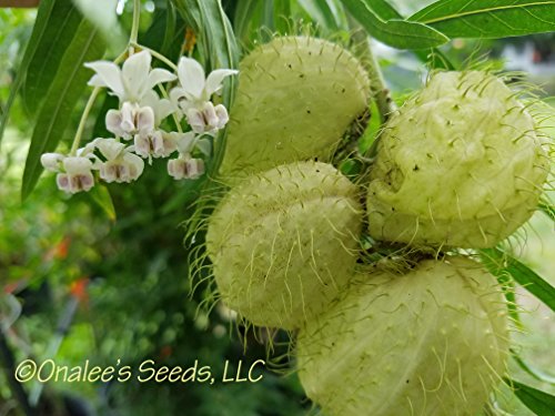 Butterfly Milk Weed Balloon Plant, Butterfly Garden, Butterfly Weed, Hairy Balls, Fur Balls, Cotton-Bush, Oscar, Giant Swan Milkweed, Asclepias Physoca (24+ Seeds) Grown in and Shipped from The USA.