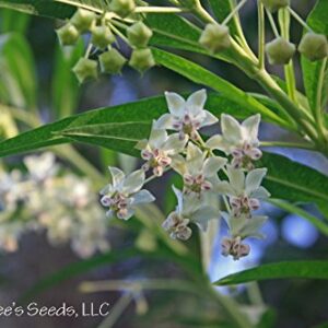 Butterfly Milk Weed Balloon Plant, Butterfly Garden, Butterfly Weed, Hairy Balls, Fur Balls, Cotton-Bush, Oscar, Giant Swan Milkweed, Asclepias Physoca (24+ Seeds) Grown in and Shipped from The USA.