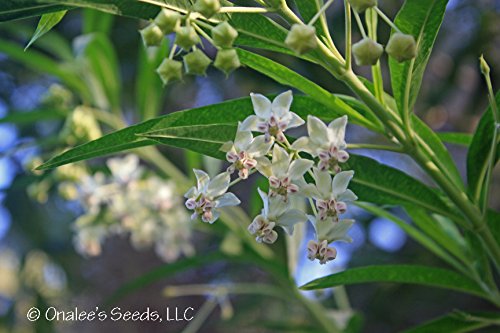 Butterfly Milk Weed Balloon Plant, Butterfly Garden, Butterfly Weed, Hairy Balls, Fur Balls, Cotton-Bush, Oscar, Giant Swan Milkweed, Asclepias Physoca (24+ Seeds) Grown in and Shipped from The USA.