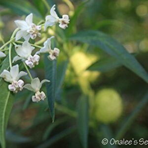 Butterfly Milk Weed Balloon Plant, Butterfly Garden, Butterfly Weed, Hairy Balls, Fur Balls, Cotton-Bush, Oscar, Giant Swan Milkweed, Asclepias Physoca (24+ Seeds) Grown in and Shipped from The USA.