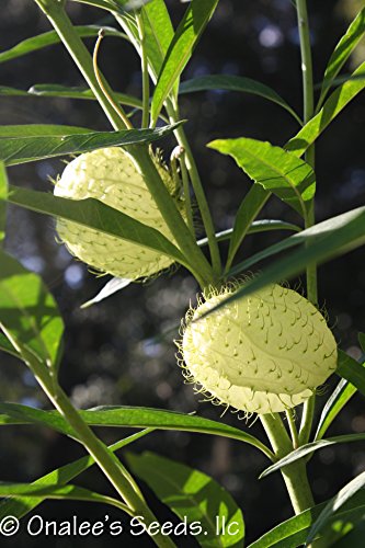 Butterfly Milk Weed Balloon Plant, Butterfly Garden, Butterfly Weed, Hairy Balls, Fur Balls, Cotton-Bush, Oscar, Giant Swan Milkweed, Asclepias Physoca (24+ Seeds) Grown in and Shipped from The USA.