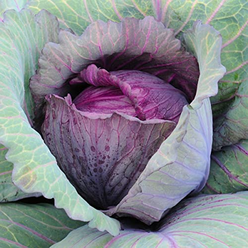 1000 Red Acre Cabbage Seeds for Planting Heirloom Non-GMO 4+ Grams Garden Vegetable Bulk Survival Hominy