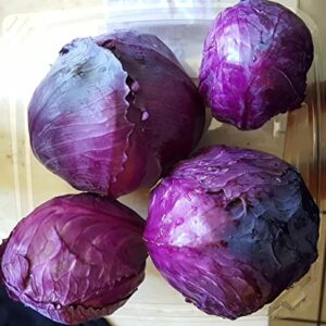 1000 Red Acre Cabbage Seeds for Planting Heirloom Non-GMO 4+ Grams Garden Vegetable Bulk Survival Hominy