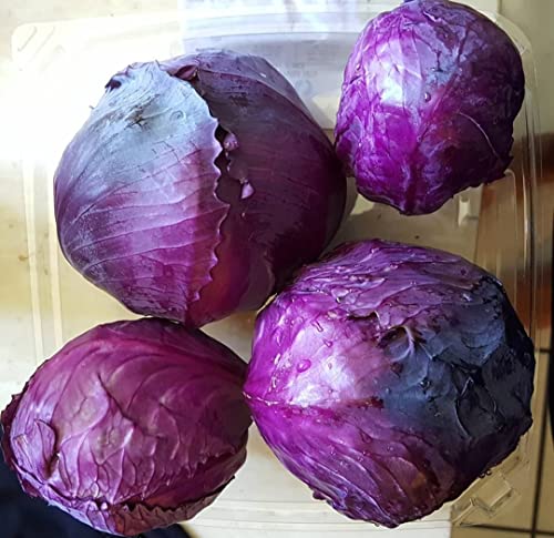 1000 Red Acre Cabbage Seeds for Planting Heirloom Non-GMO 4+ Grams Garden Vegetable Bulk Survival Hominy