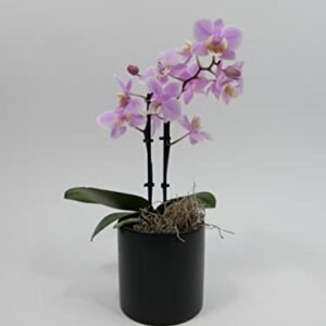 Athena's Garden's 3" Double Spike Phalaenopsis, Pink Blooms and Color-Assorted