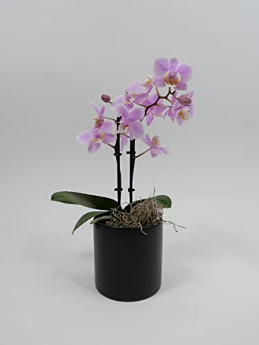 Athena's Garden's 3" Double Spike Phalaenopsis, Pink Blooms and Color-Assorted