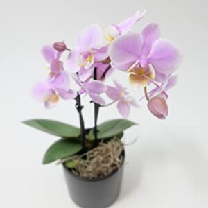 Athena's Garden's 3" Double Spike Phalaenopsis, Pink Blooms and Color-Assorted