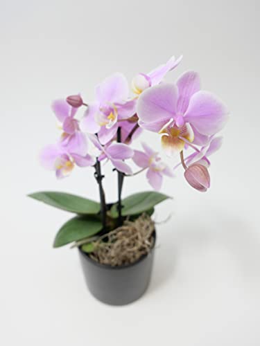 Athena's Garden's 3" Double Spike Phalaenopsis, Pink Blooms and Color-Assorted