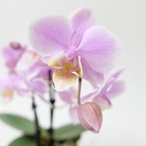 Athena's Garden's 3" Double Spike Phalaenopsis, Pink Blooms and Color-Assorted